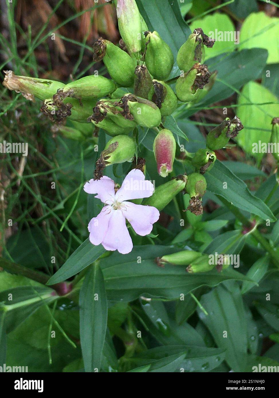 common soapwort (Saponaria officinalis Stock Photo - Alamy