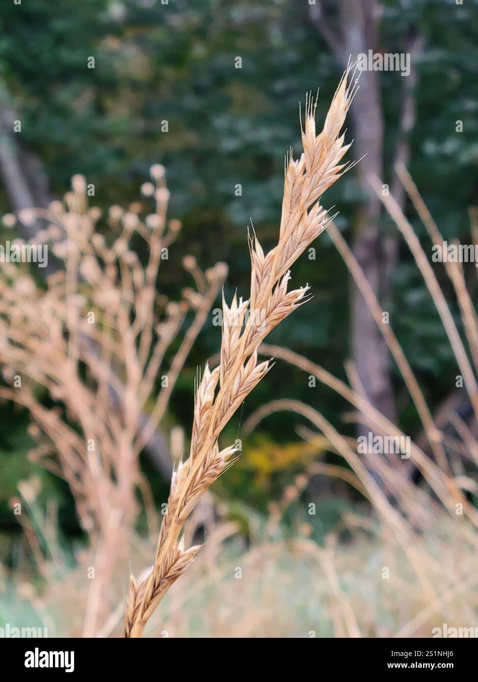 Italian Ryegrass (Lolium multiflorum Stock Photo - Alamy