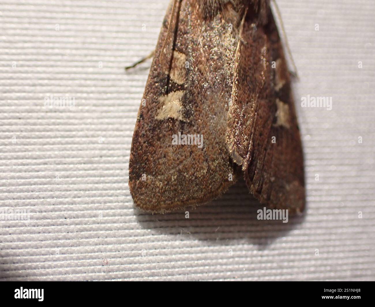 Square-spot Rustic (Xestia xanthographa Stock Photo - Alamy