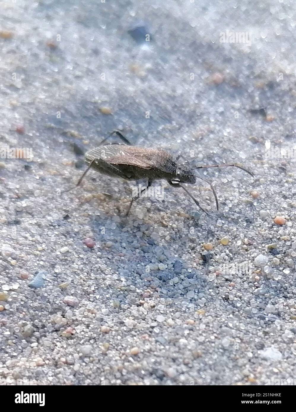 ant bug (Alydus calcaratus Stock Photo - Alamy