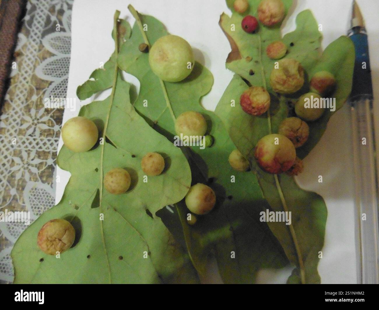 Cherry Gall Wasp (Cynips quercusfolii Stock Photo - Alamy