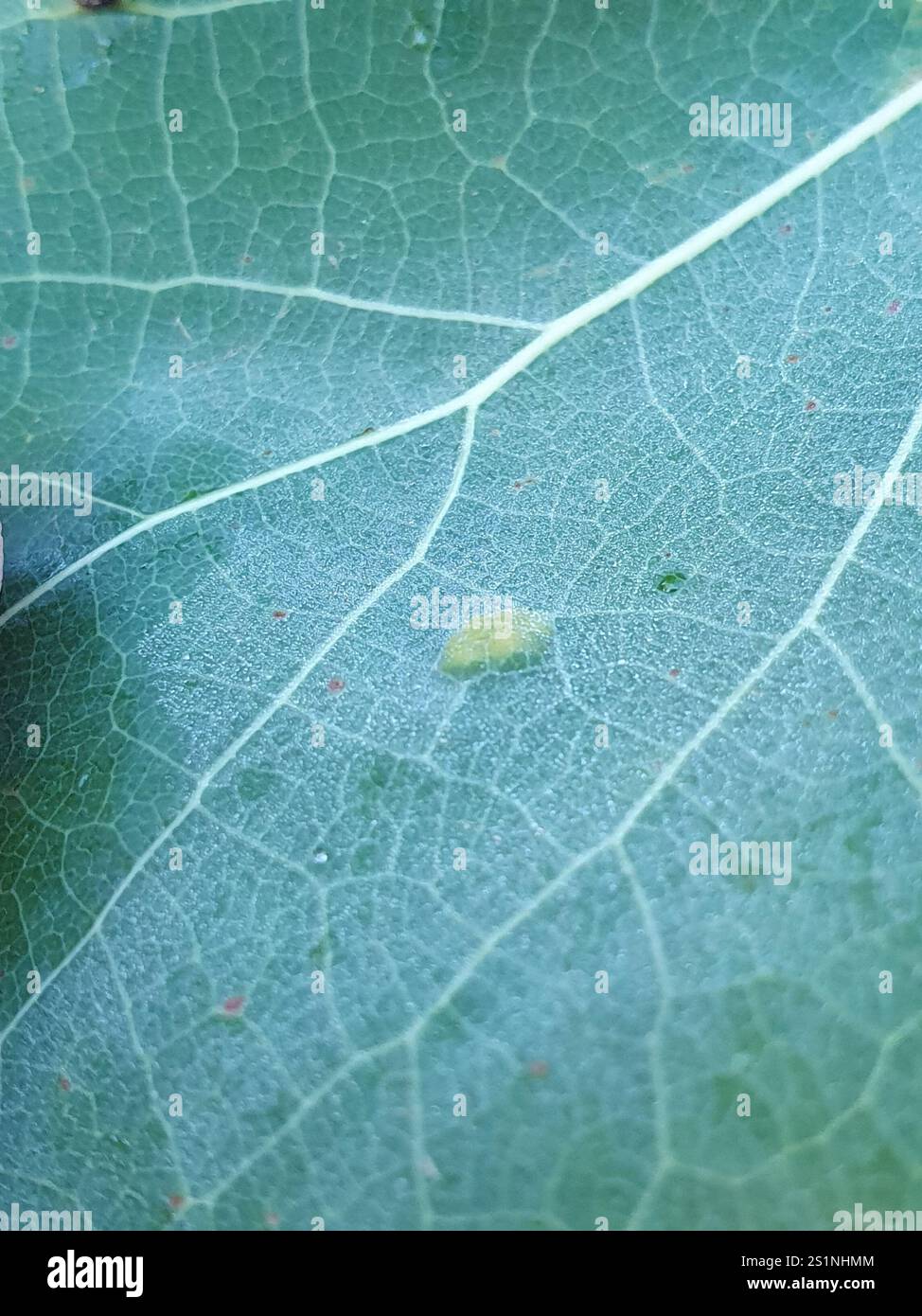 Poplar gall mite (Phyllocoptes populi Stock Photo - Alamy