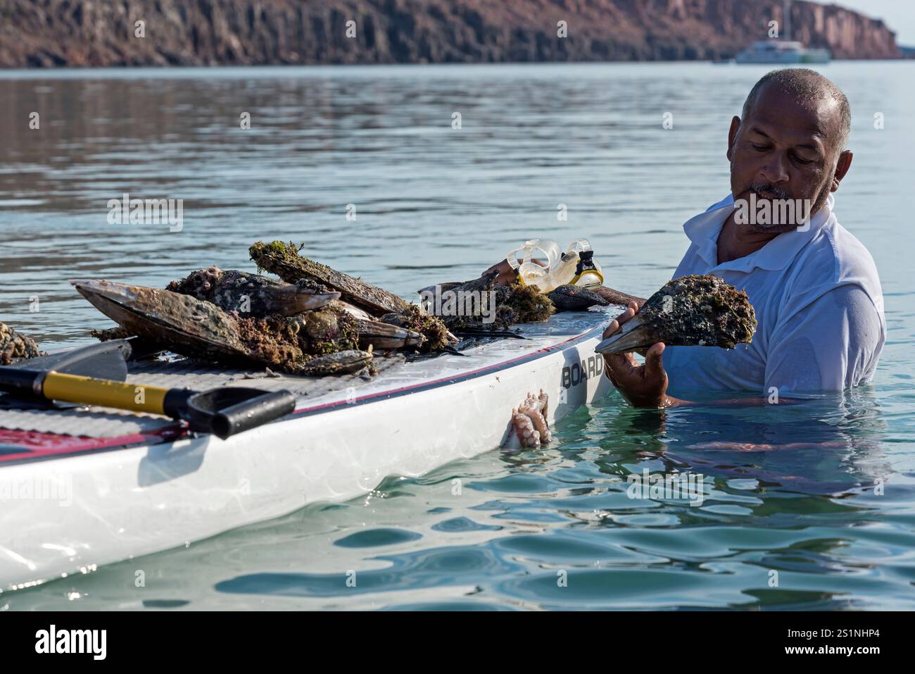 Fisherman capturing shells at El Candelero Beach, Espíritu Santo island ...