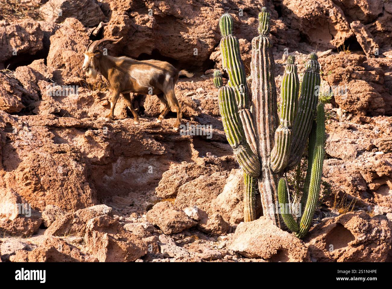 Group of wild Cimarrón goats at El Candelero Beach. Espíritu Santo ...