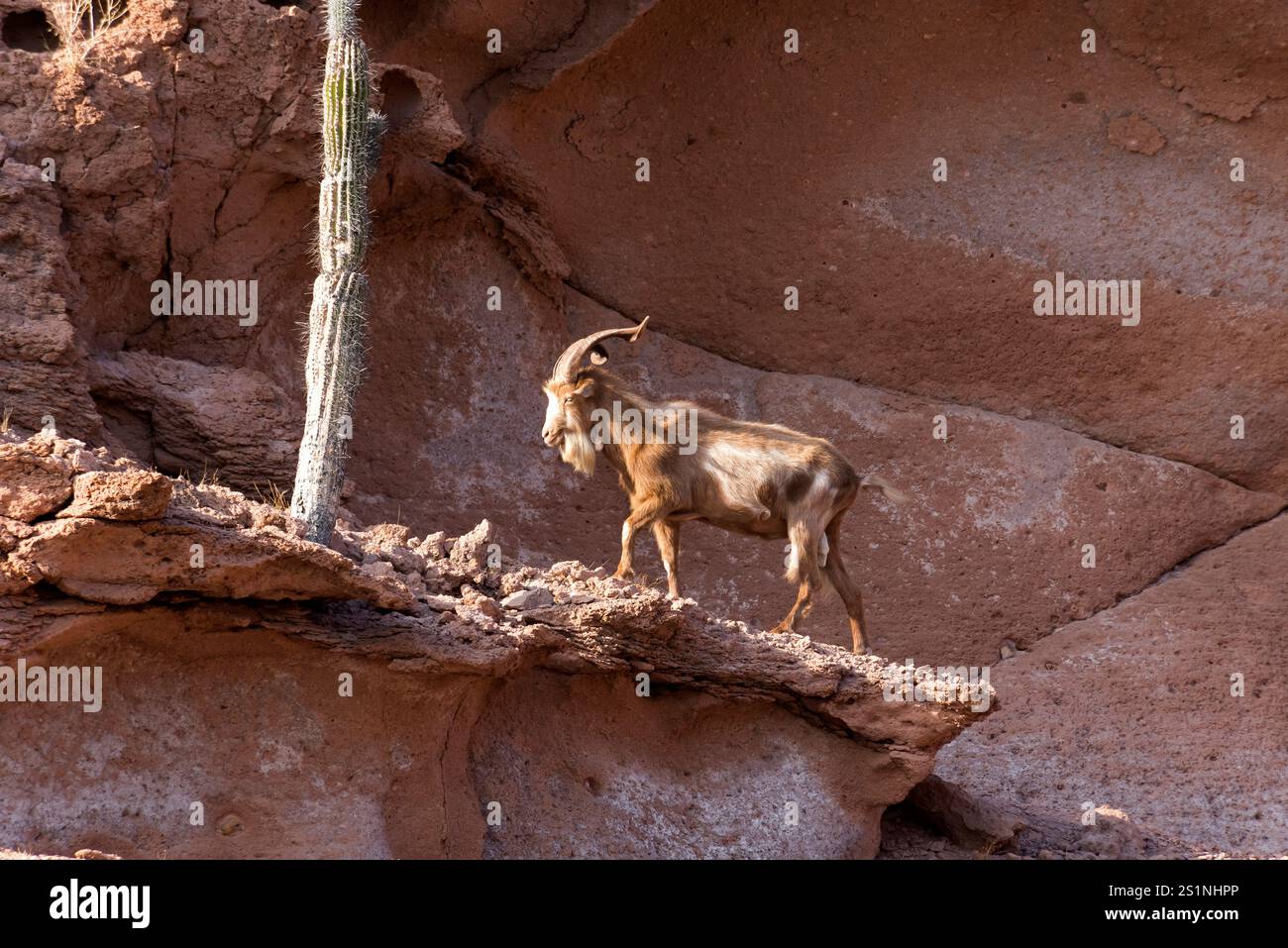 Group of wild Cimarrón goats at El Candelero Beach. Espíritu Santo ...
