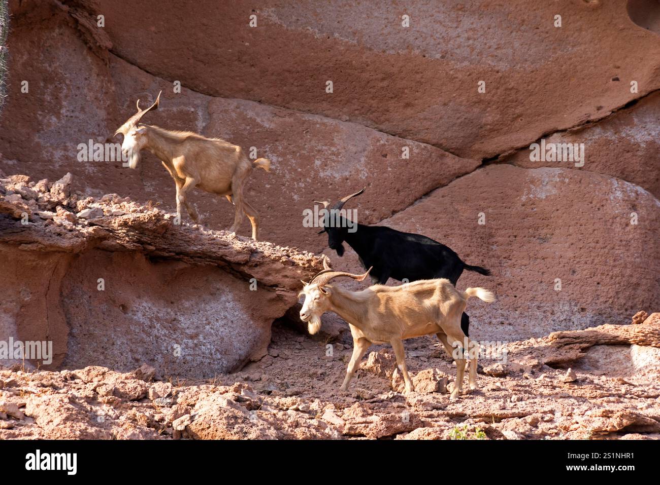 Group of wild Cimarrón goats at El Candelero Beach. Espíritu Santo ...
