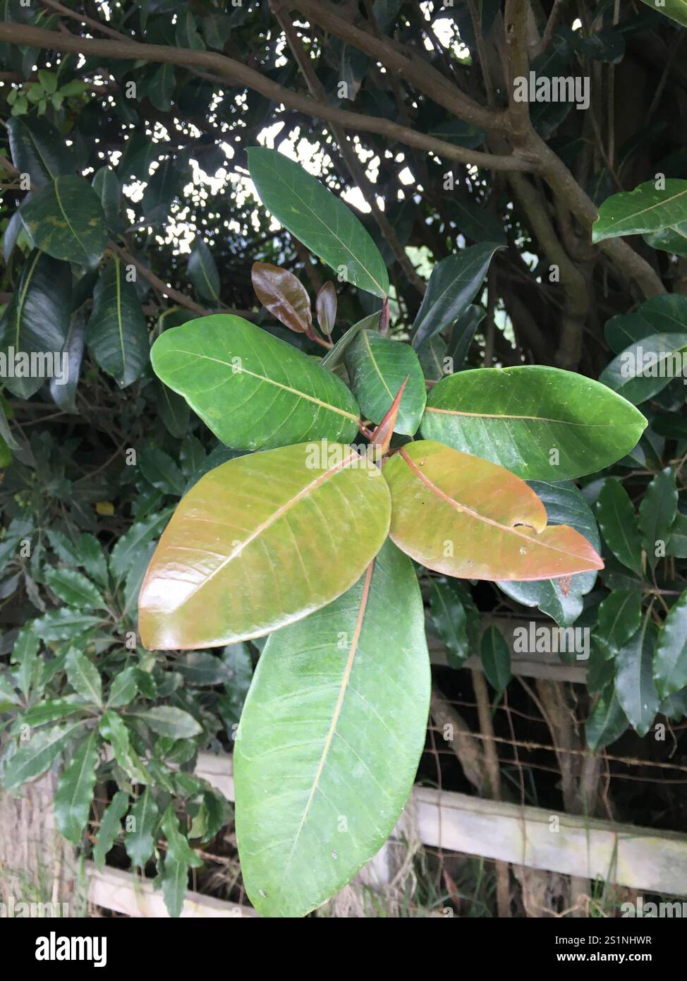 West Indian Laurel Fig (Ficus americana Stock Photo - Alamy