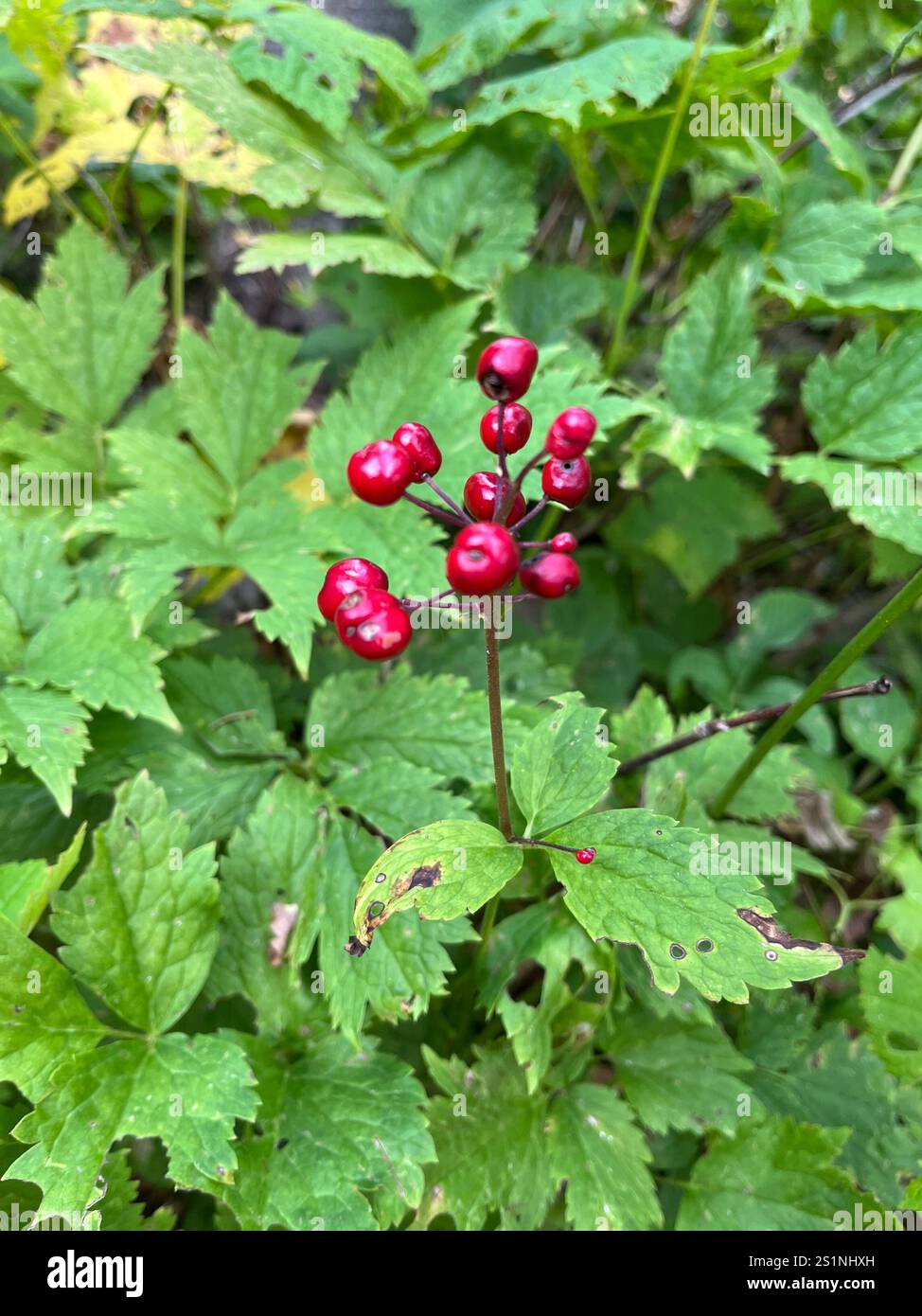red baneberry (Actaea rubra Stock Photo - Alamy