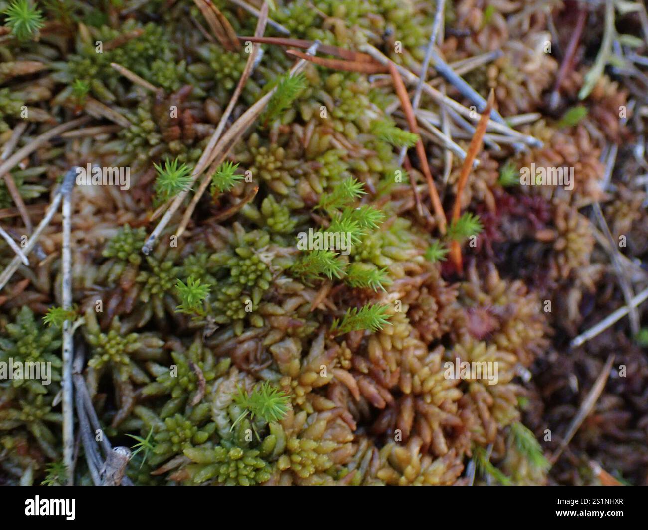 Polytrichum strictum hi-res stock photography and images - Alamy