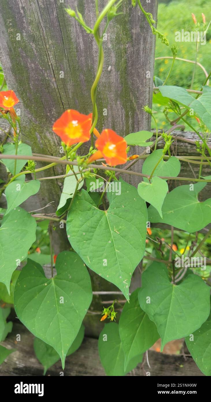 red morning glory (Ipomoea coccinea Stock Photo - Alamy