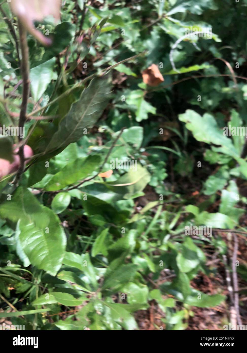 southern bayberry (Morella caroliniensis Stock Photo - Alamy