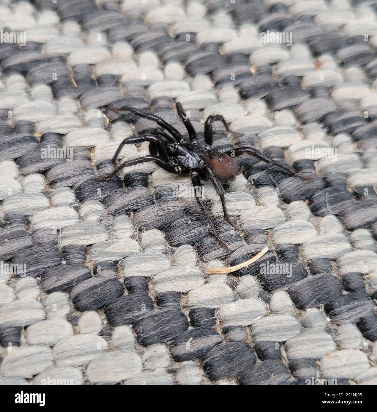 Pacific Foldingdoor Spider (Antrodiaetus pacificus Stock Photo - Alamy