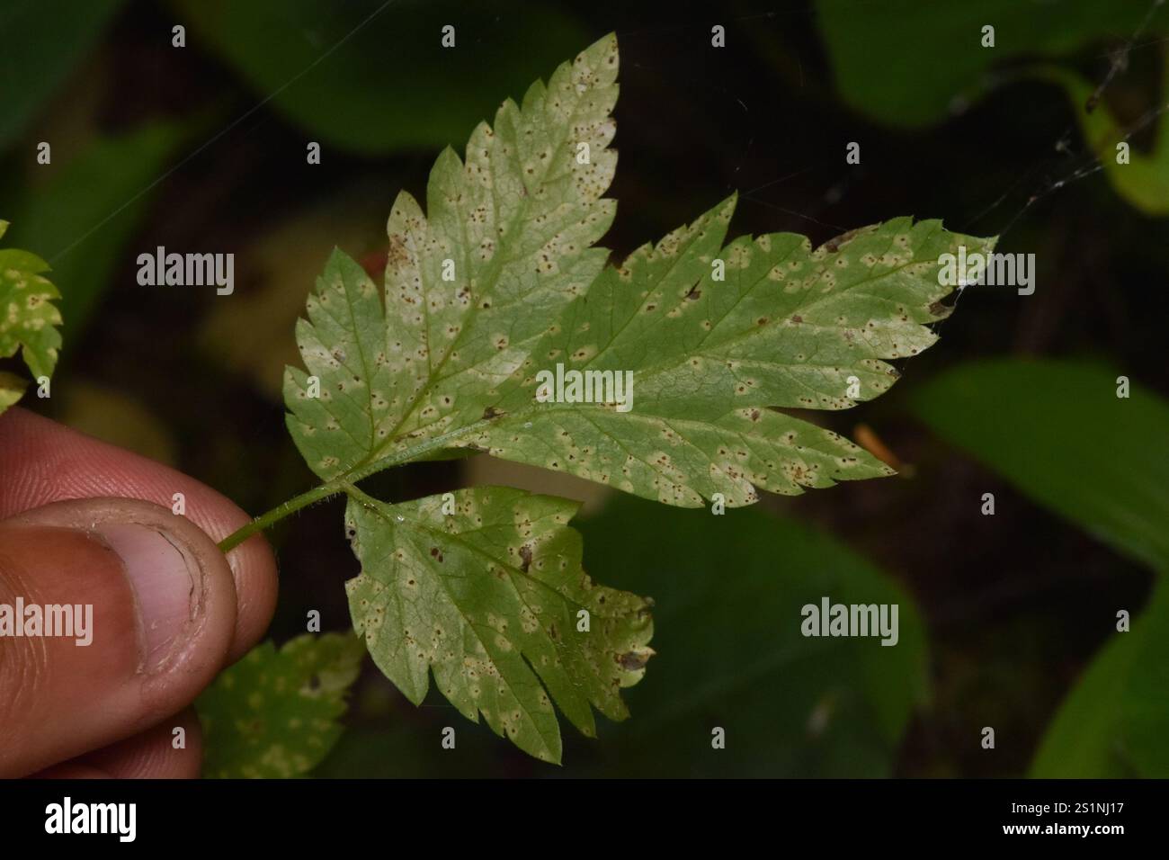 rust fungi (Pucciniales Stock Photo - Alamy