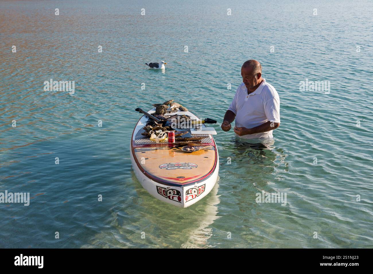 Fisherman capturing shells at El Candelero Beach, Espíritu Santo island ...
