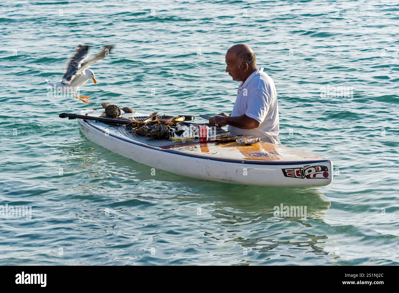 Fisherman and seagull capturing shells at El Candelero Beach, Espíritu ...