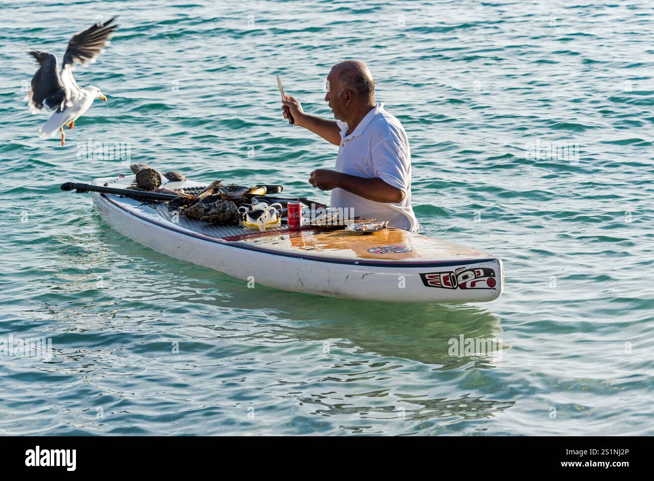 Fisherman and seagull capturing shells at El Candelero Beach, Espíritu ...
