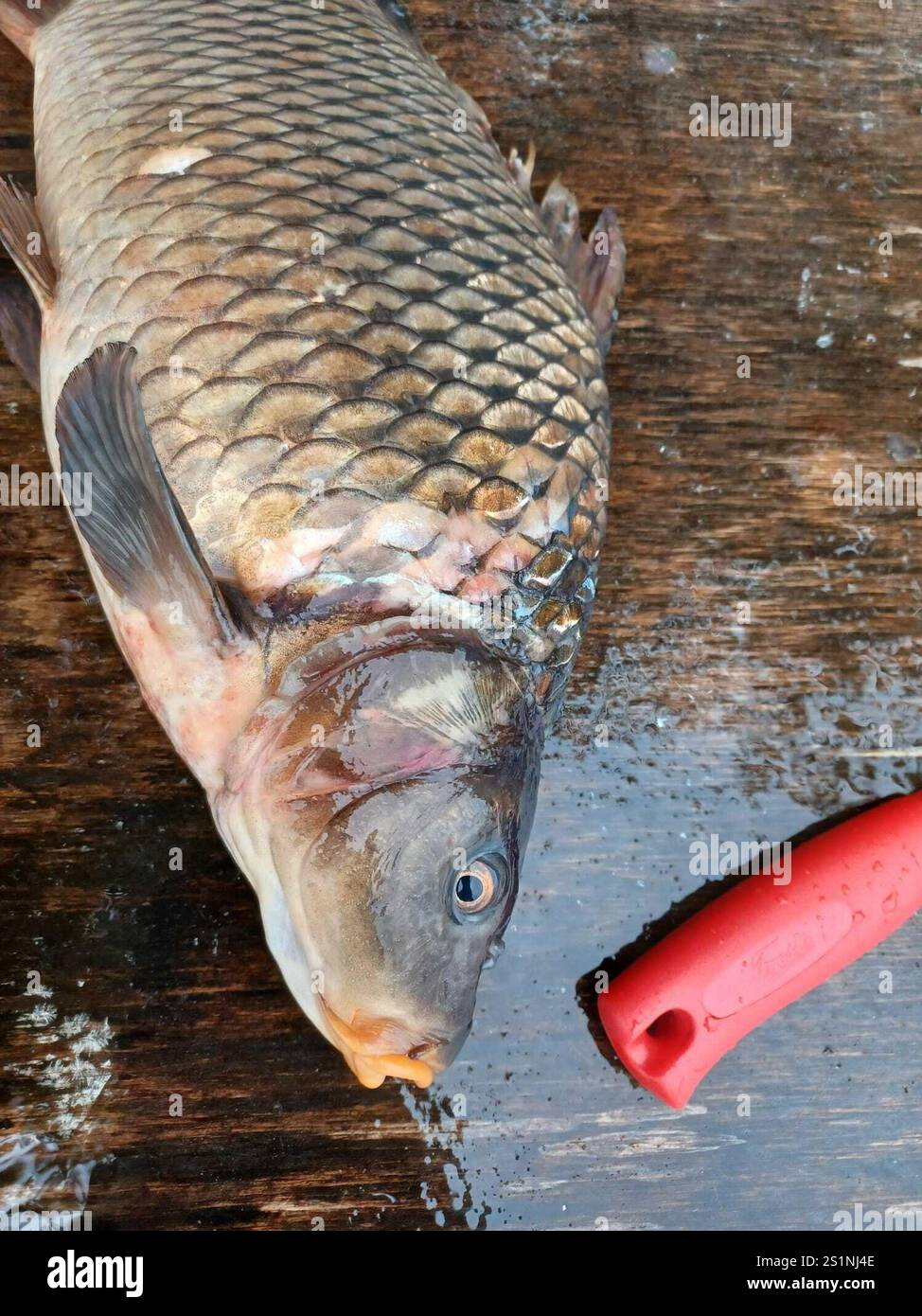 European Carp (Cyprinus carpio Stock Photo - Alamy