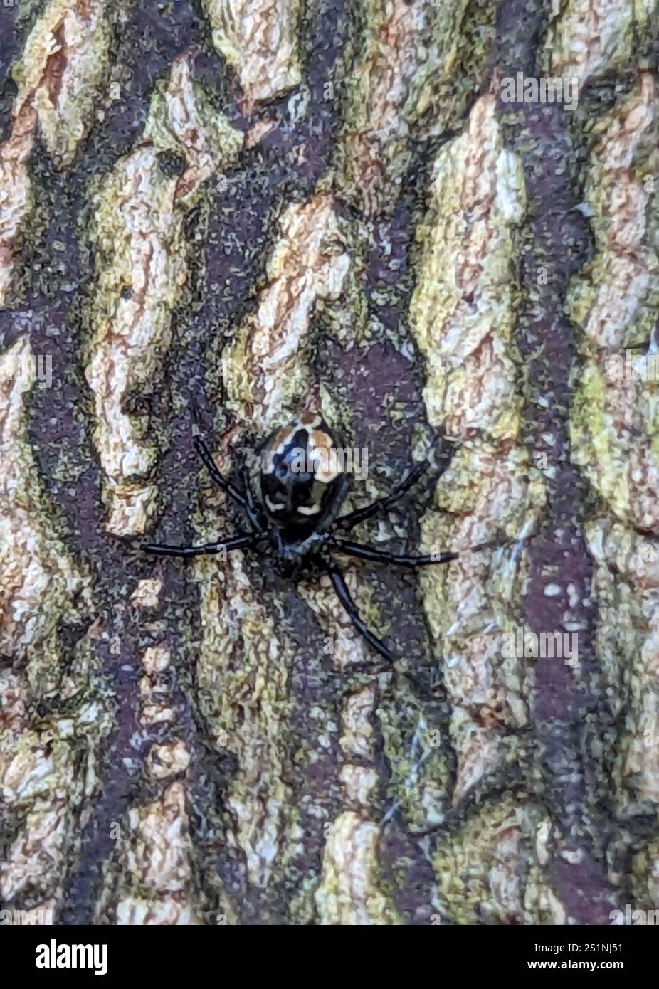 Ant-eating Spiders (Euryopis Stock Photo - Alamy