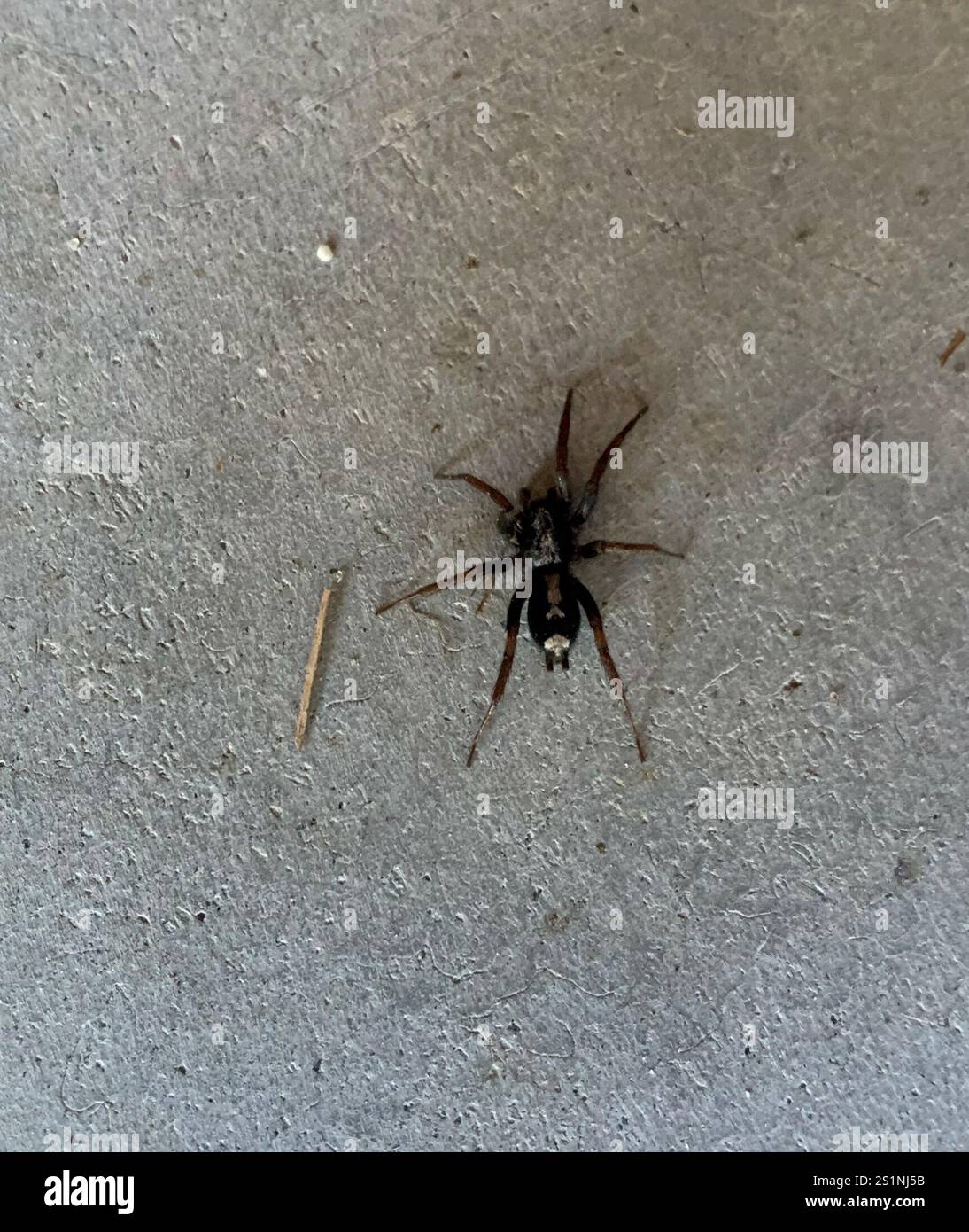 Eastern Parson Spider (Herpyllus ecclesiasticus Stock Photo - Alamy