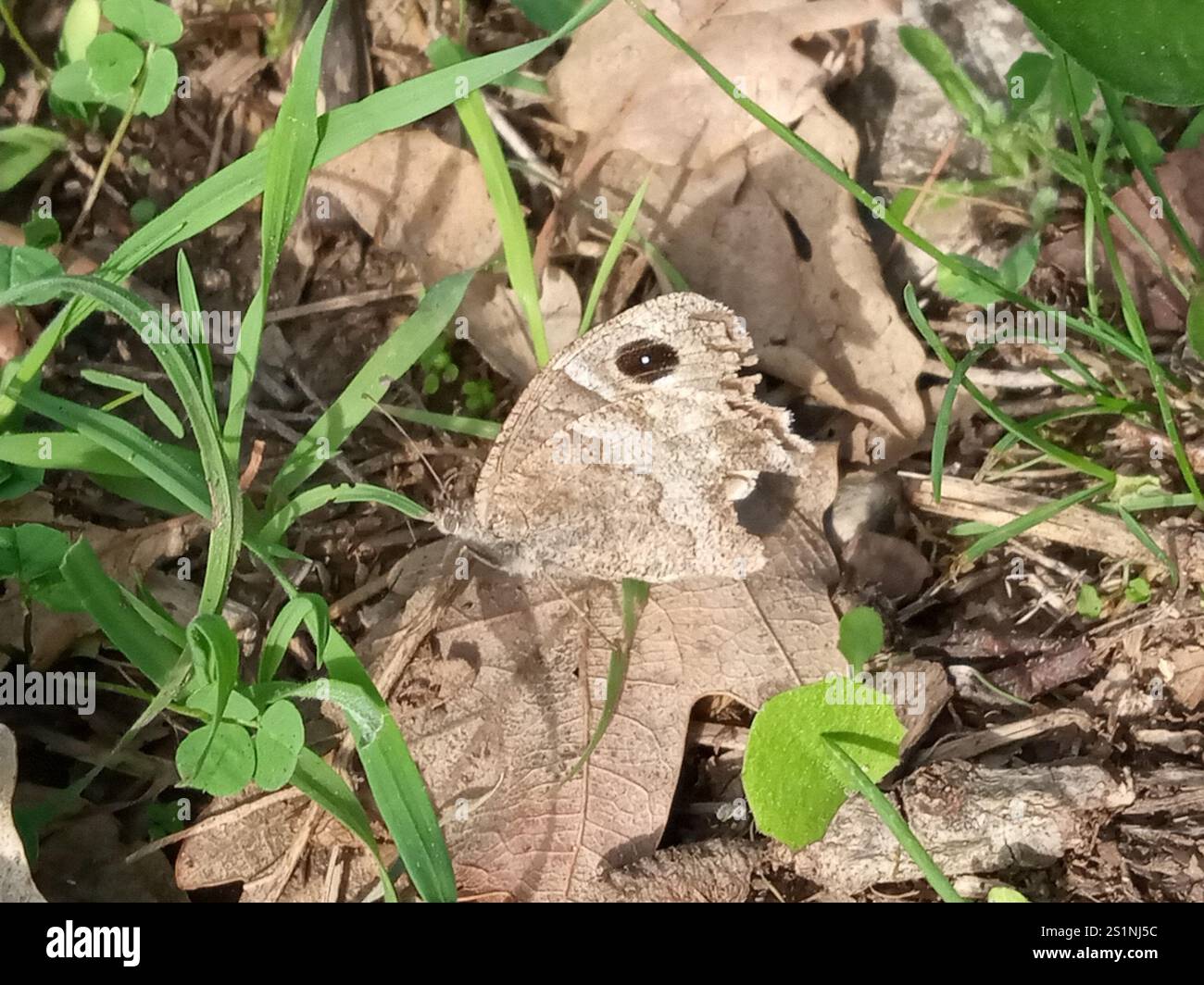 Tree Grayling (Hipparchia statilinus Stock Photo - Alamy