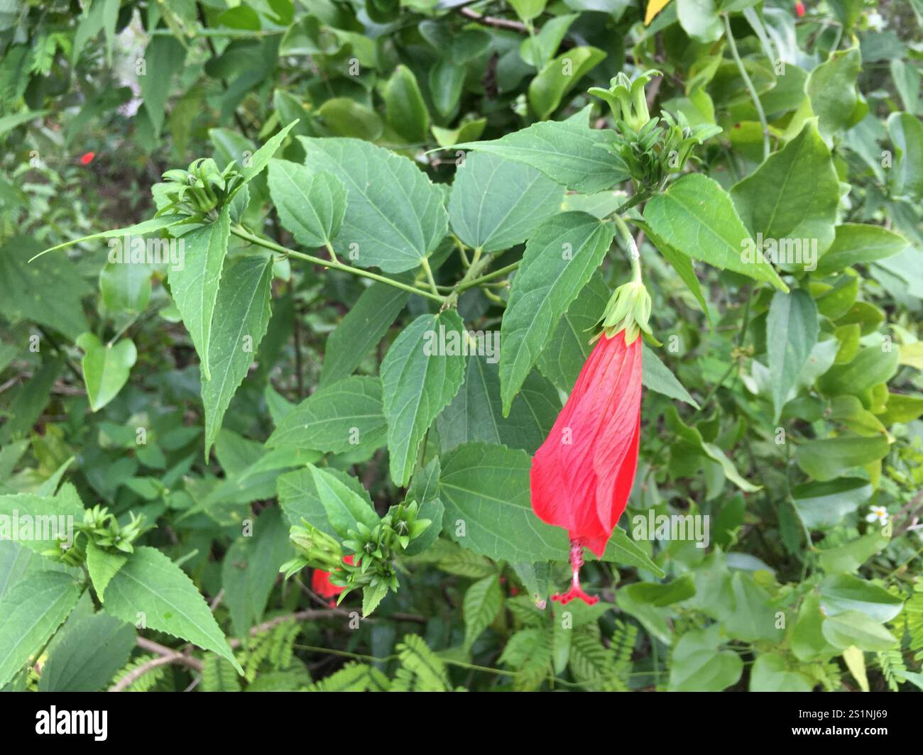Sleeping Hibiscus (Malvaviscus penduliflorus Stock Photo - Alamy