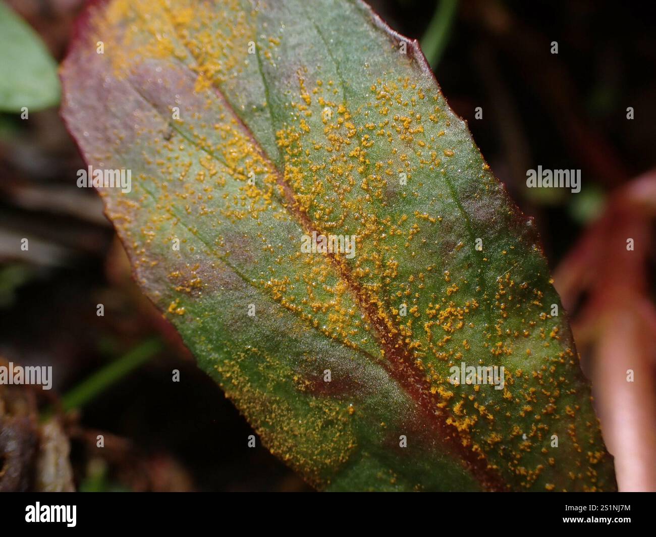 rust fungi (Pucciniales Stock Photo - Alamy