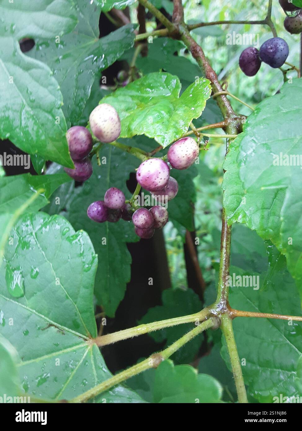 Porcelain Berry (Ampelopsis glandulosa Stock Photo - Alamy