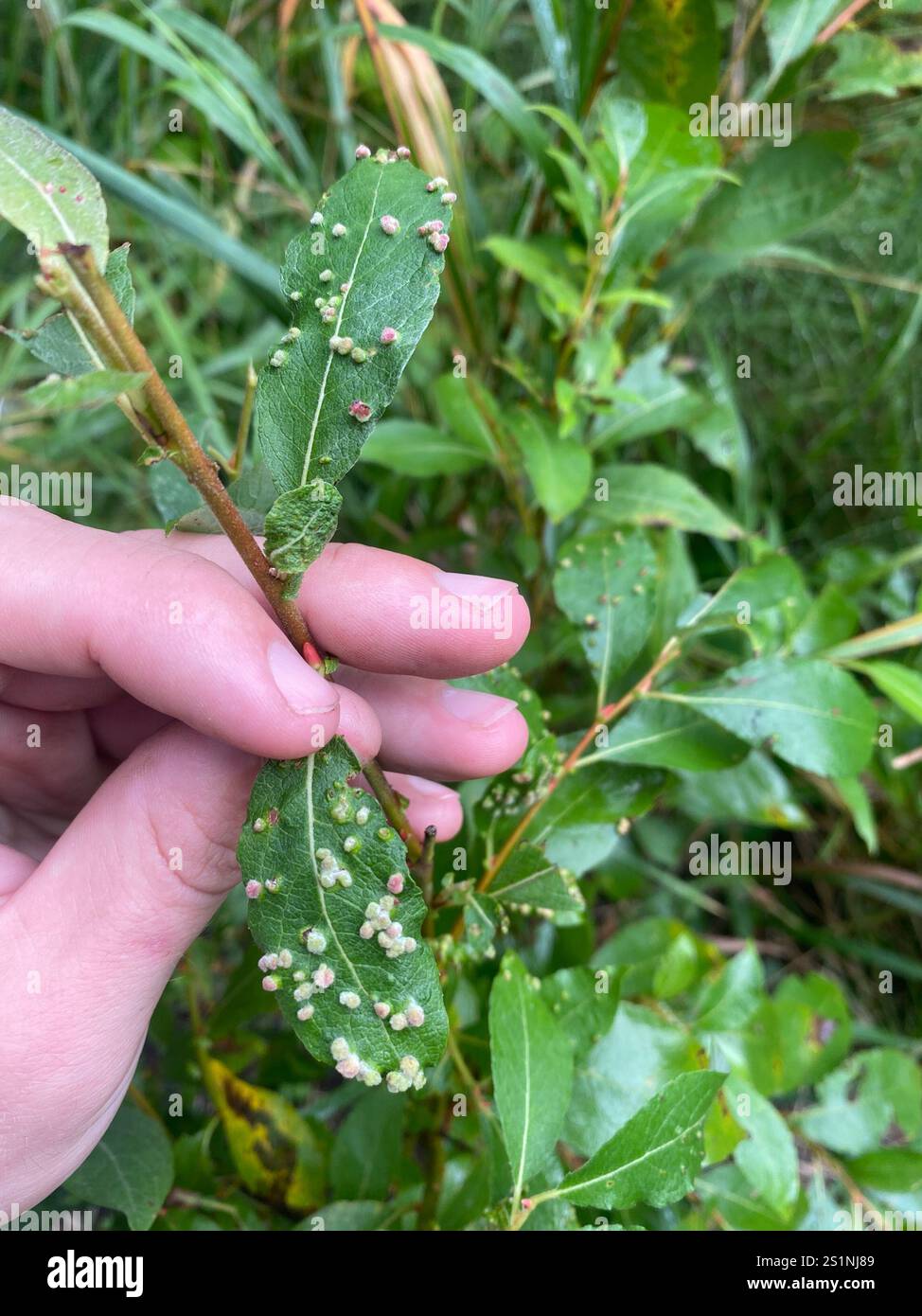 Aculus hi-res stock photography and images - Alamy