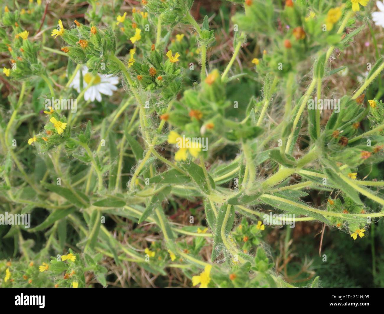 mountain tarweed (Madia glomerata Stock Photo - Alamy