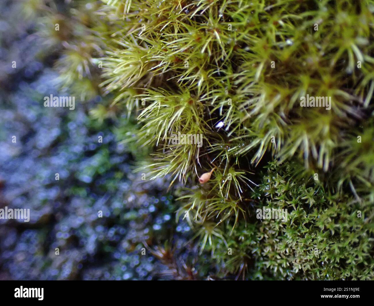 Sharp-leaved Blindia (Blindia acuta Stock Photo - Alamy