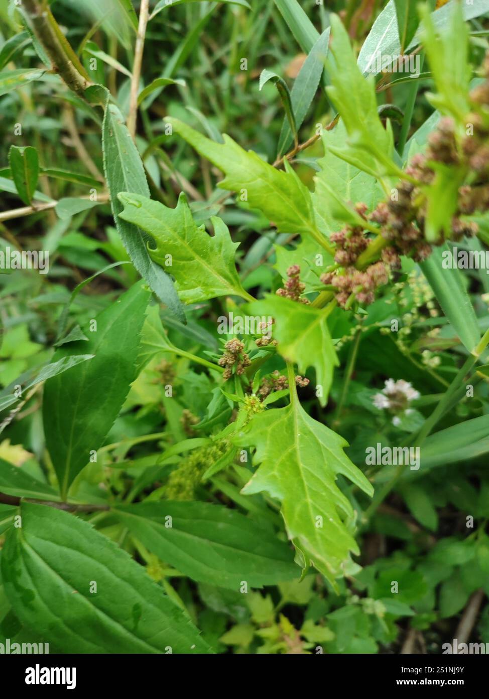 red pigweed (Oxybasis rubra Stock Photo - Alamy
