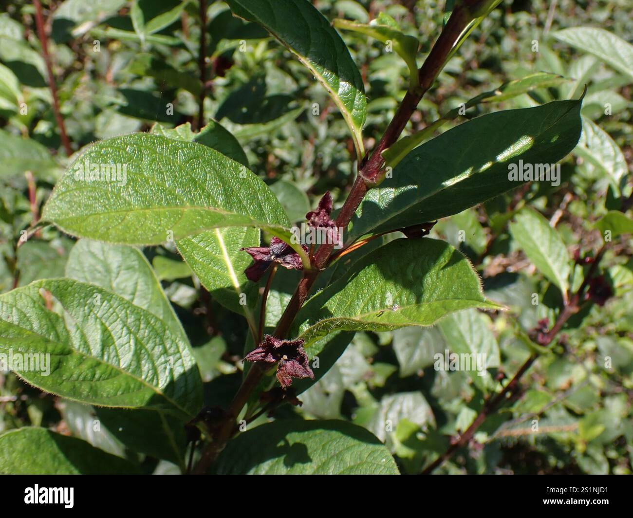 twinberry honeysuckle (Lonicera involucrata Stock Photo - Alamy