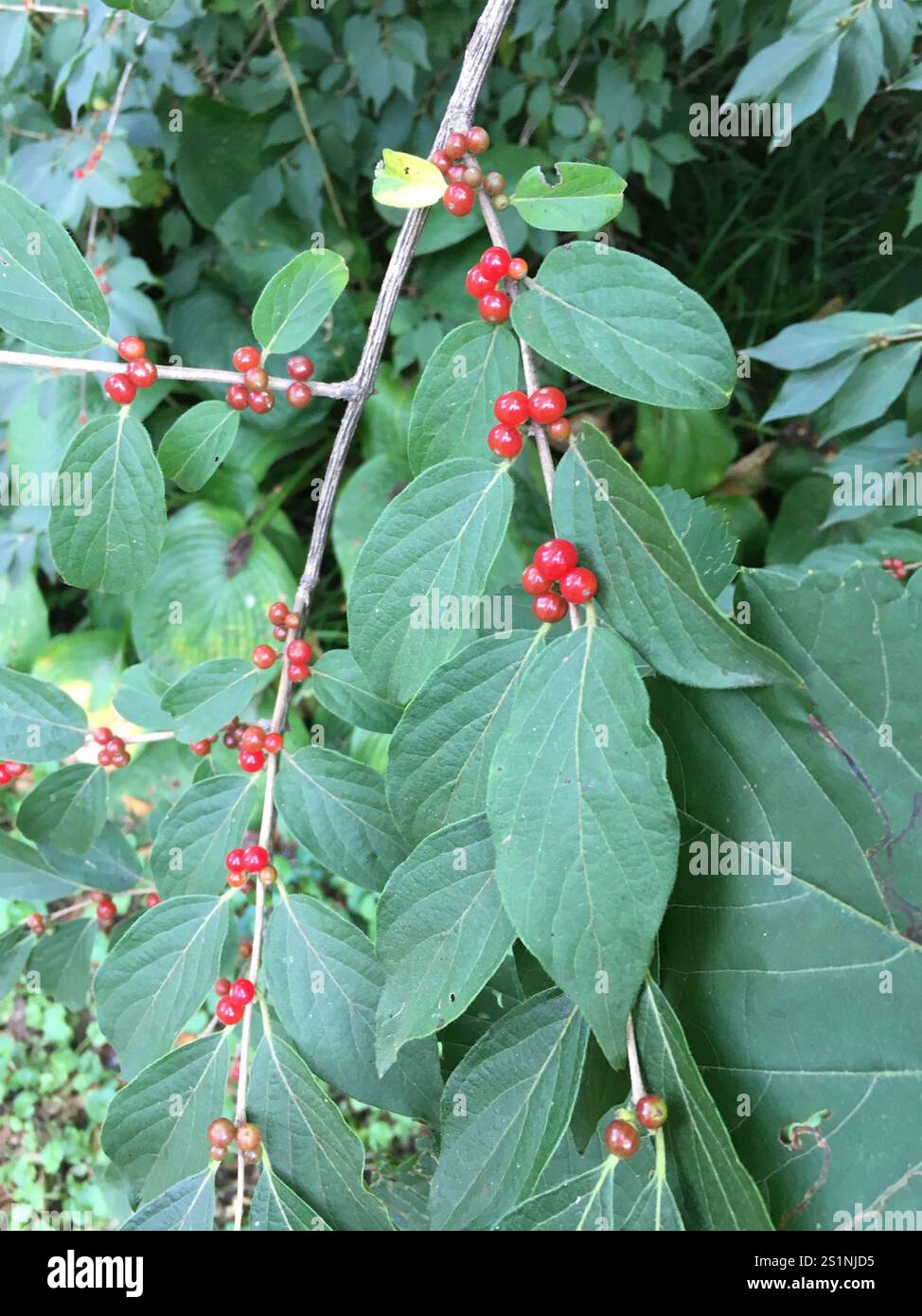 Amur honeysuckle (Lonicera maackii Stock Photo - Alamy