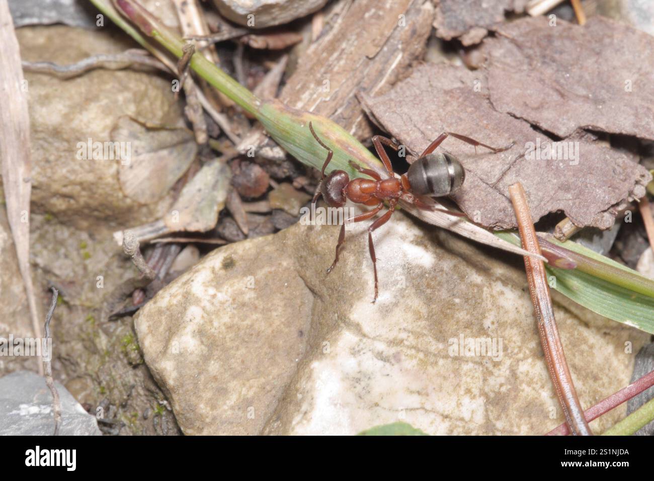 Blood-red Field Ant (Formica sanguinea Stock Photo - Alamy