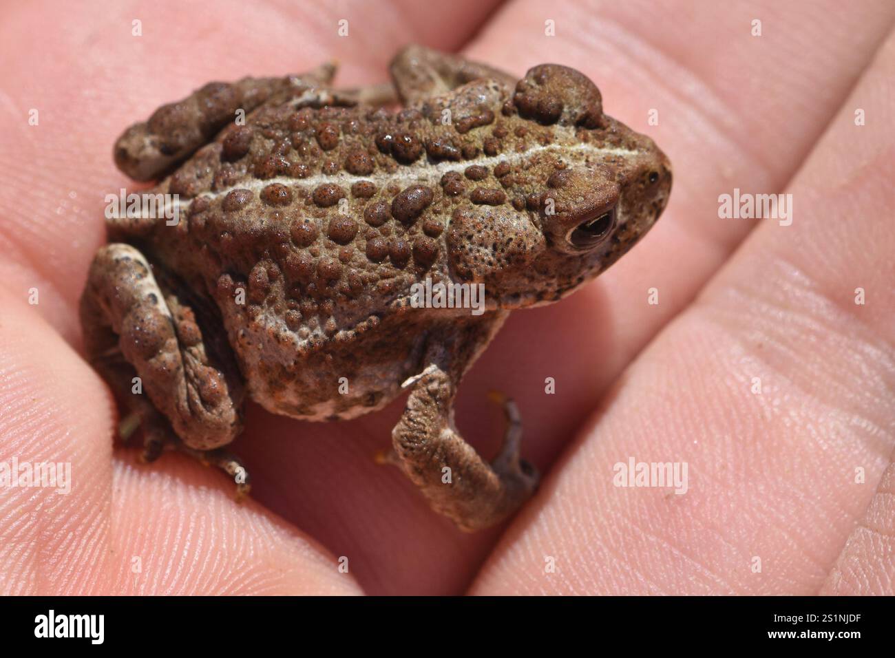 Western Toad (Anaxyrus boreas Stock Photo - Alamy