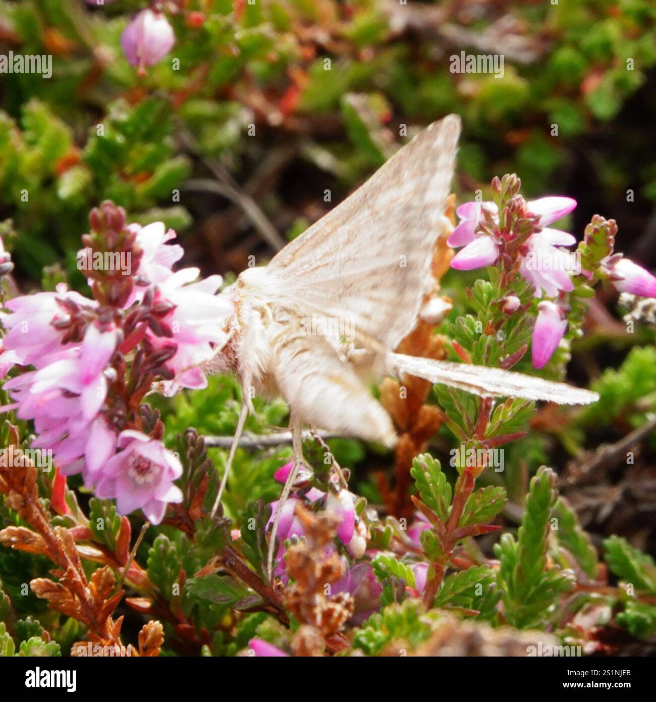 Owlet Moths and Allies (Noctuoidea Stock Photo - Alamy