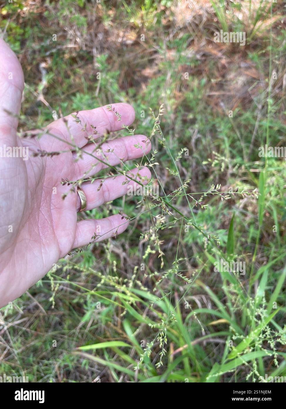 beaked panicum (Coleataenia anceps Stock Photo - Alamy