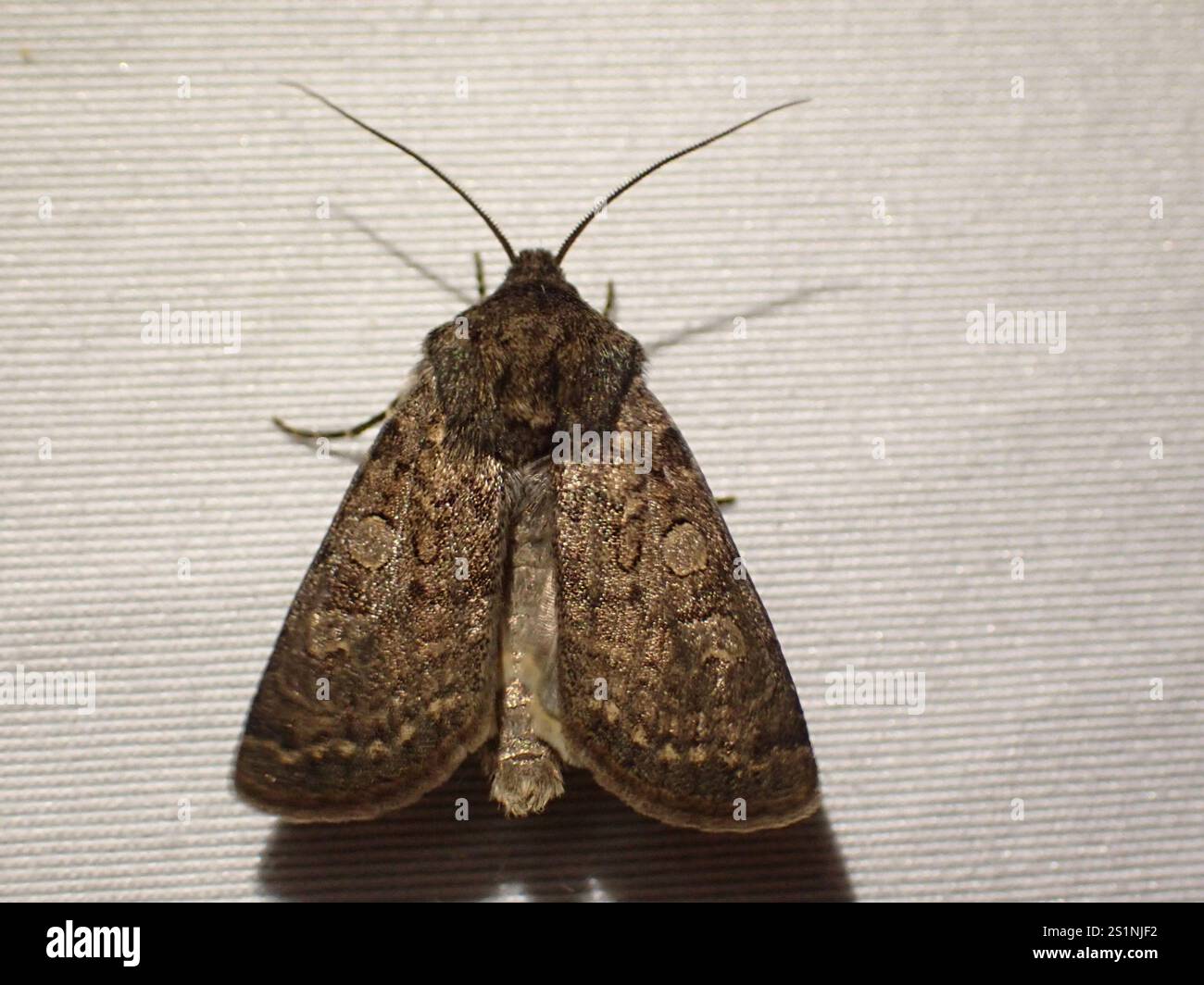Cutworm Moths and Allies (Noctuidae Stock Photo - Alamy