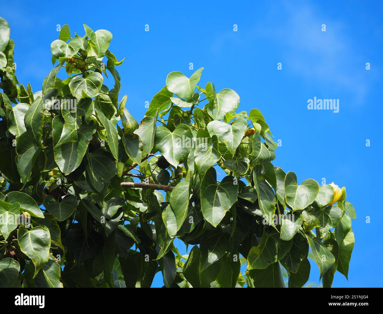 Portia tree (Thespesia populnea Stock Photo - Alamy