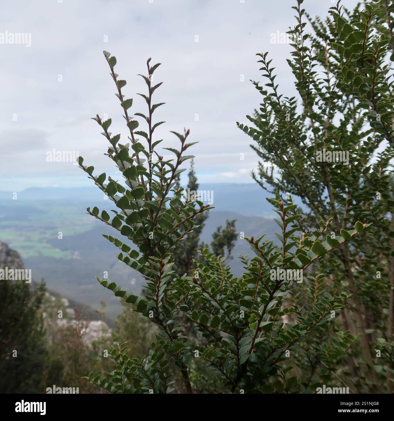 Myrtle Beech (Nothofagus cunninghamii Stock Photo - Alamy