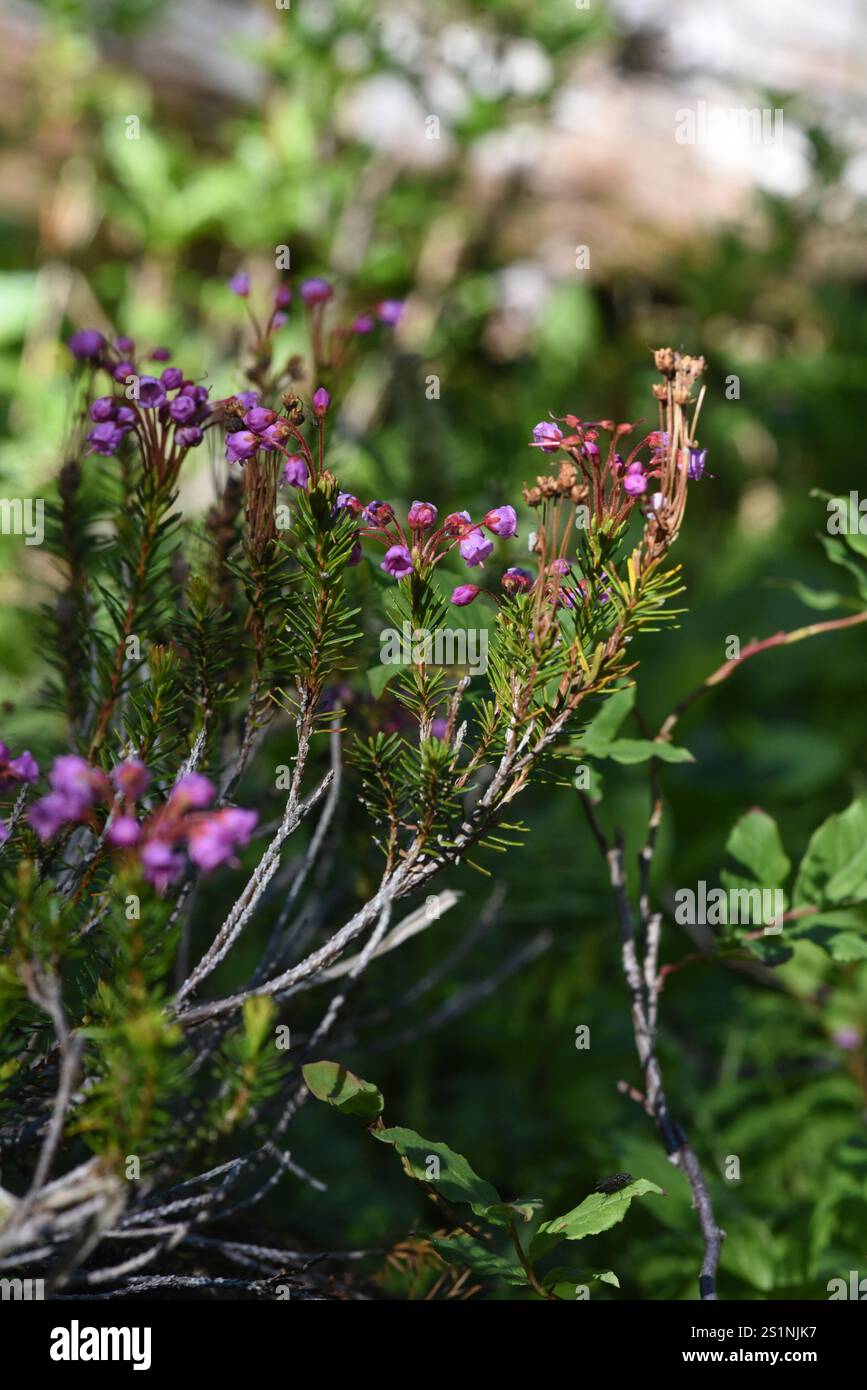 pink mountainheath (Phyllodoce empetriformis Stock Photo - Alamy