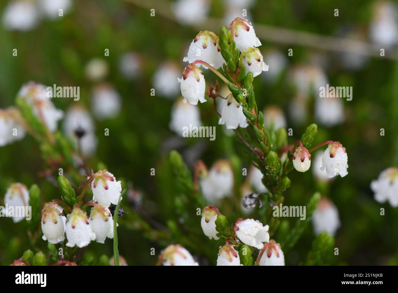 western moss-heather (Cassiope mertensiana Stock Photo - Alamy