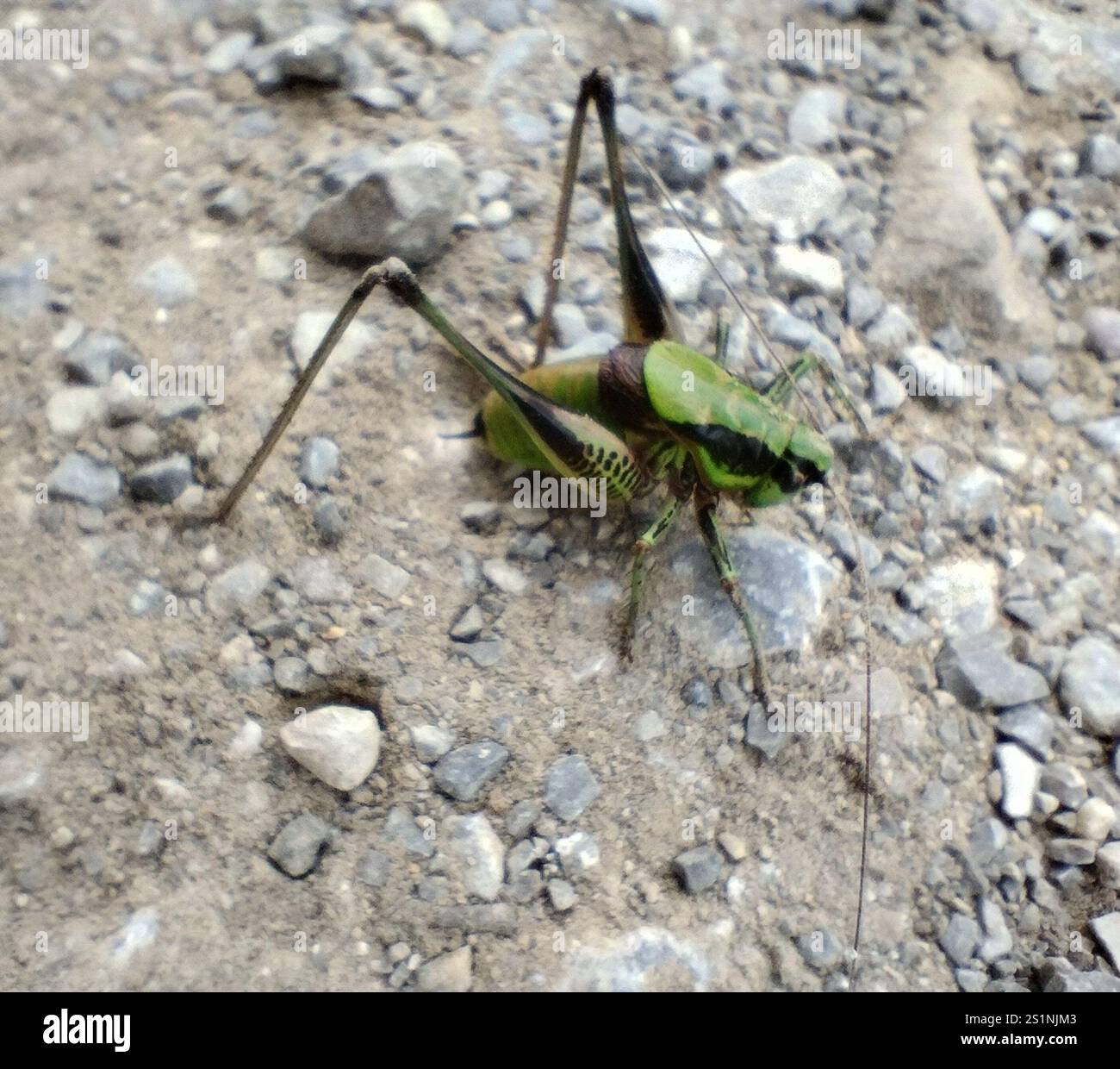 Marbled Bush-crickets (Eupholidoptera Stock Photo - Alamy