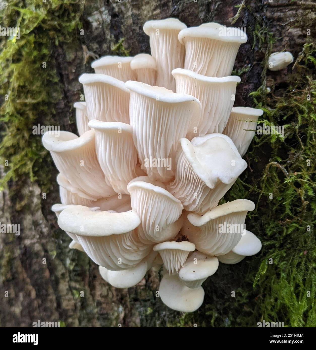 pale oyster (Pleurotus pulmonarius Stock Photo - Alamy