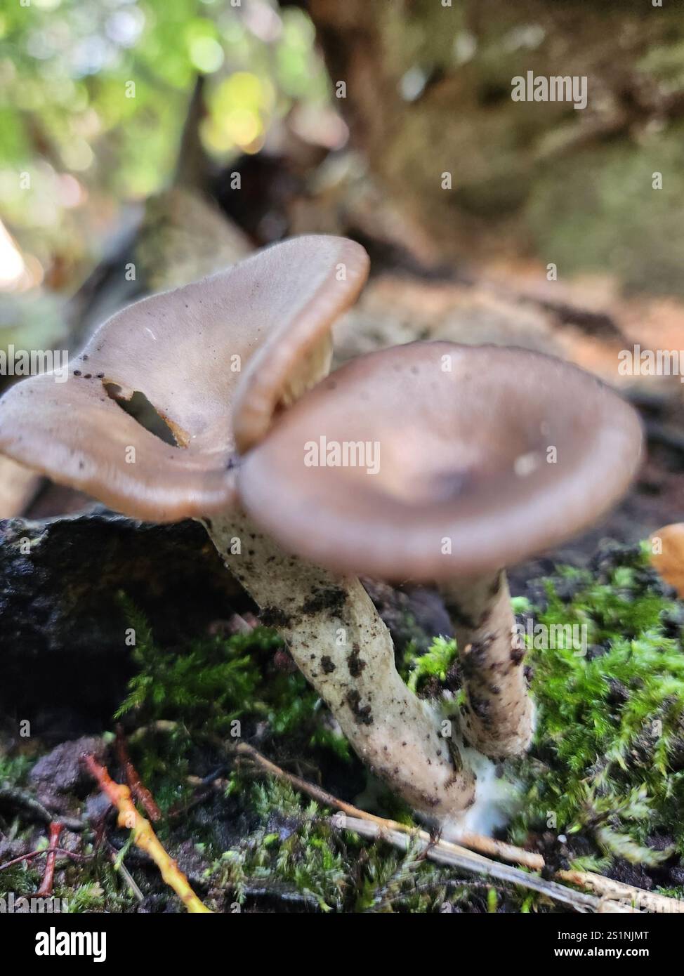 The Goblet (Pseudoclitocybe cyathiformis Stock Photo - Alamy