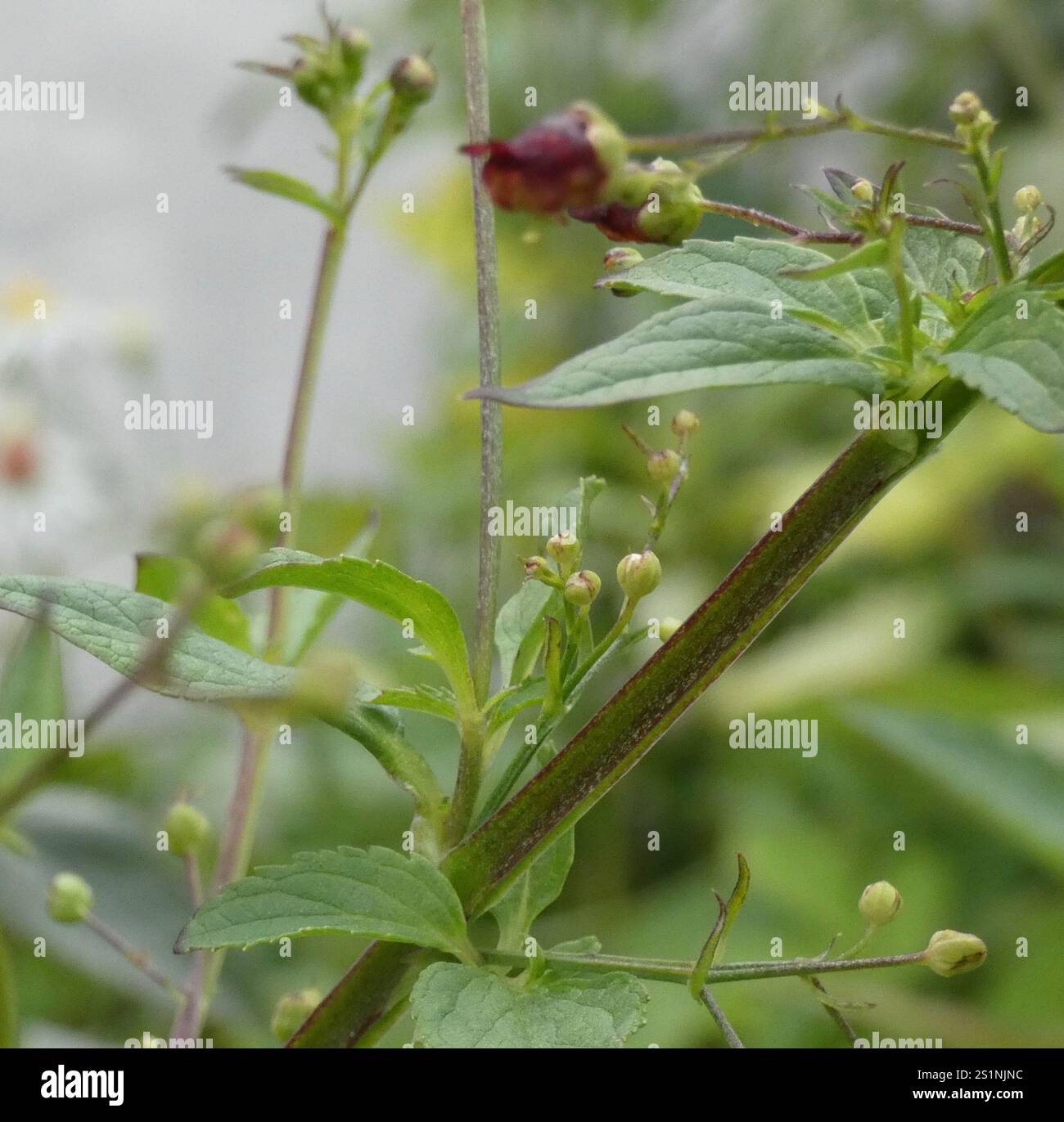 Common Figwort (Scrophularia nodosa Stock Photo - Alamy