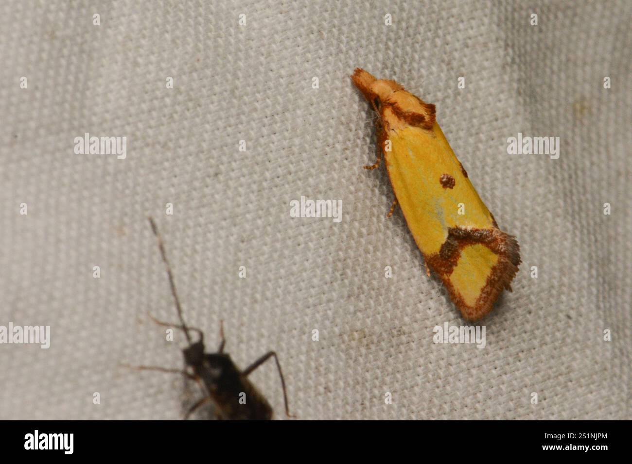 Knapweed Root Moth (Agapeta zoegana Stock Photo - Alamy