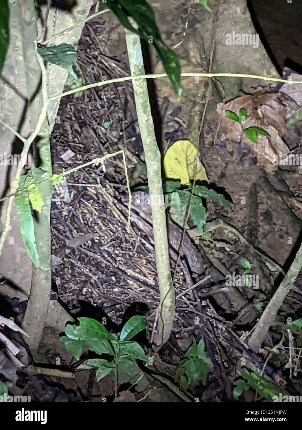 Spiny Rats and Hutias (Echimyidae Stock Photo - Alamy