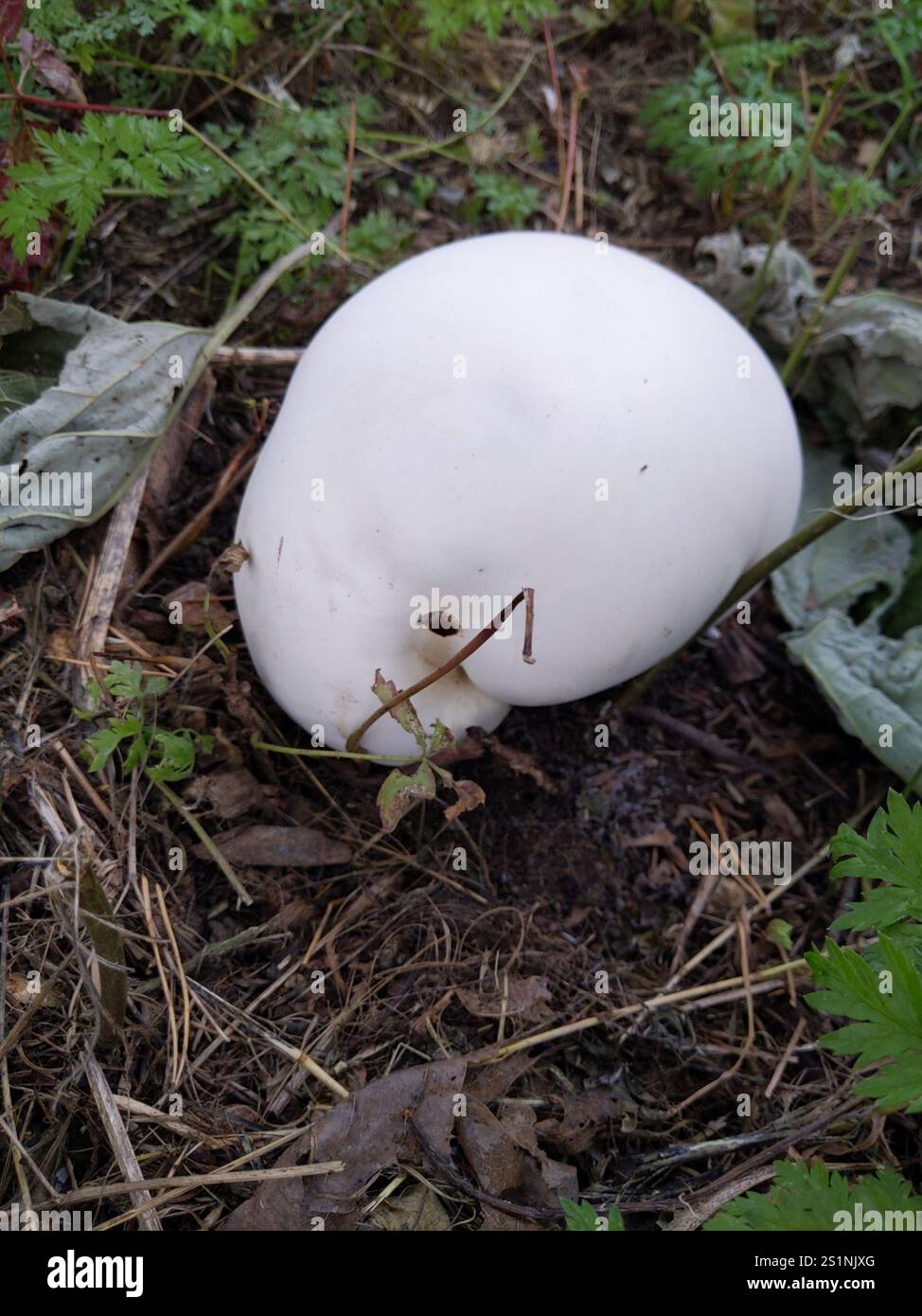 giant puffball (Calvatia gigantea Stock Photo - Alamy