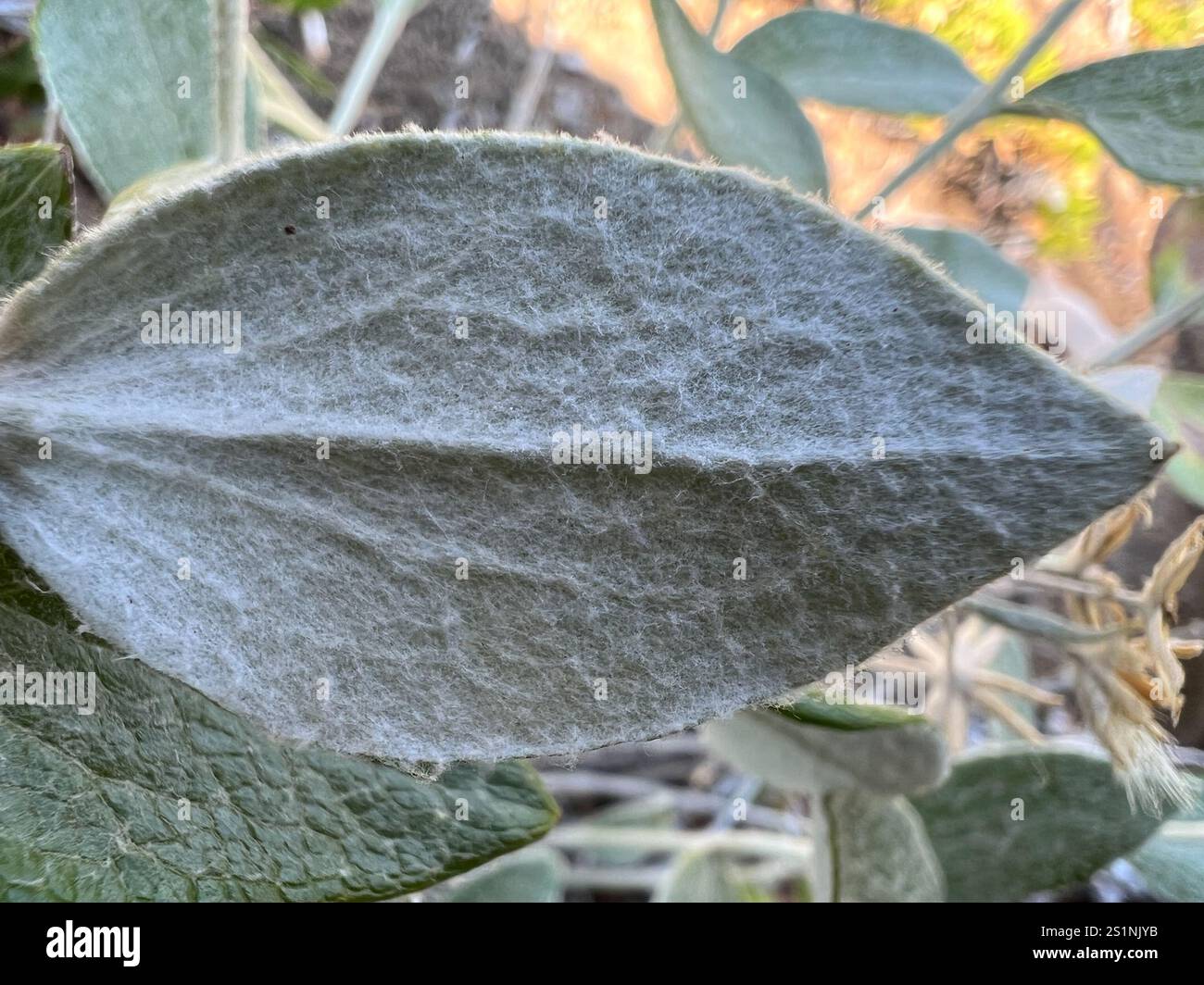 Littleleaf Silverback (Luina hypoleuca Stock Photo - Alamy